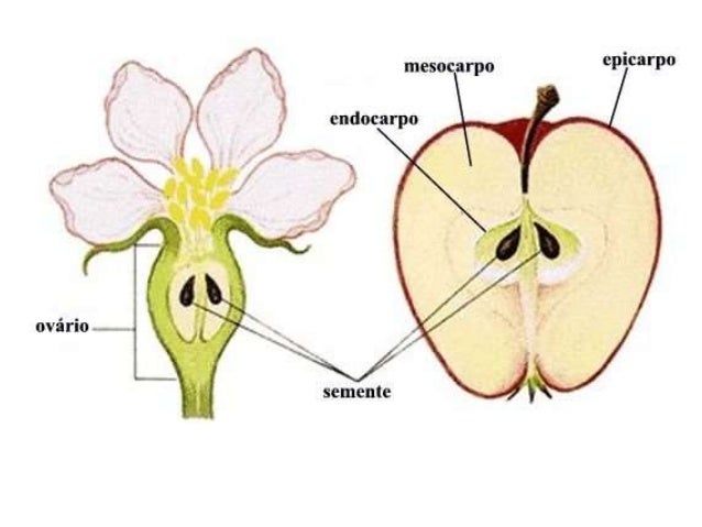 Frutos biologia