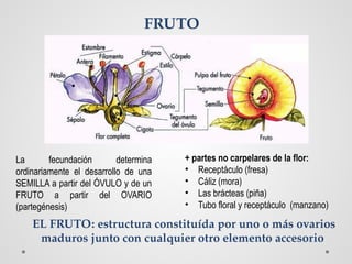 FRUTO Y SEMILLA EN EL AMBITO VEGETAL DE BOTANICA | PPTX