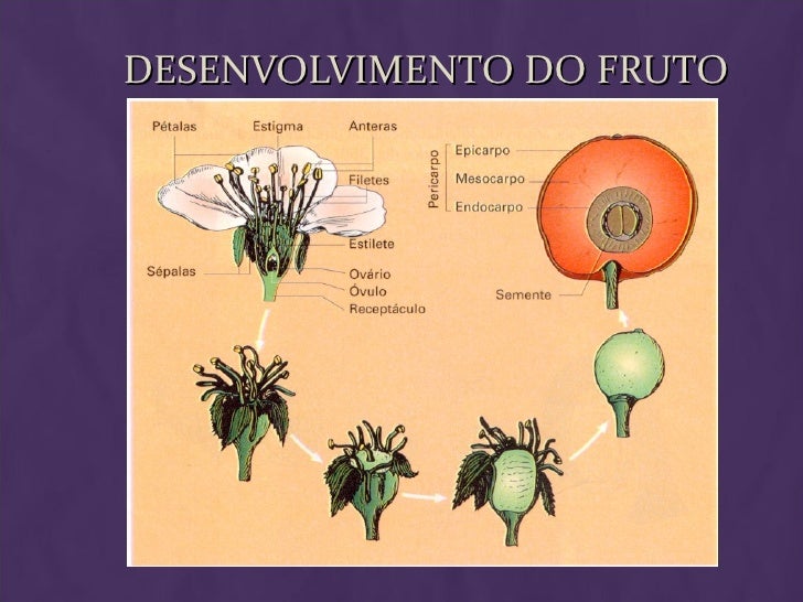 Frutos e sementes