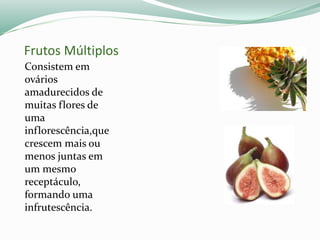 Frutos e sementes | PPTX