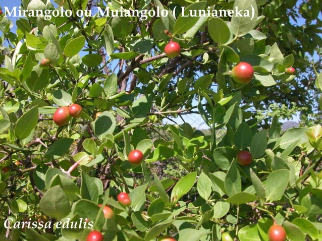 Frutas silvestres de Angola, África | PPSX