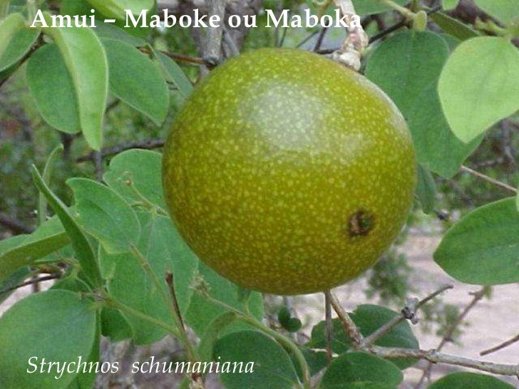 Frutas silvestres de Angola, África