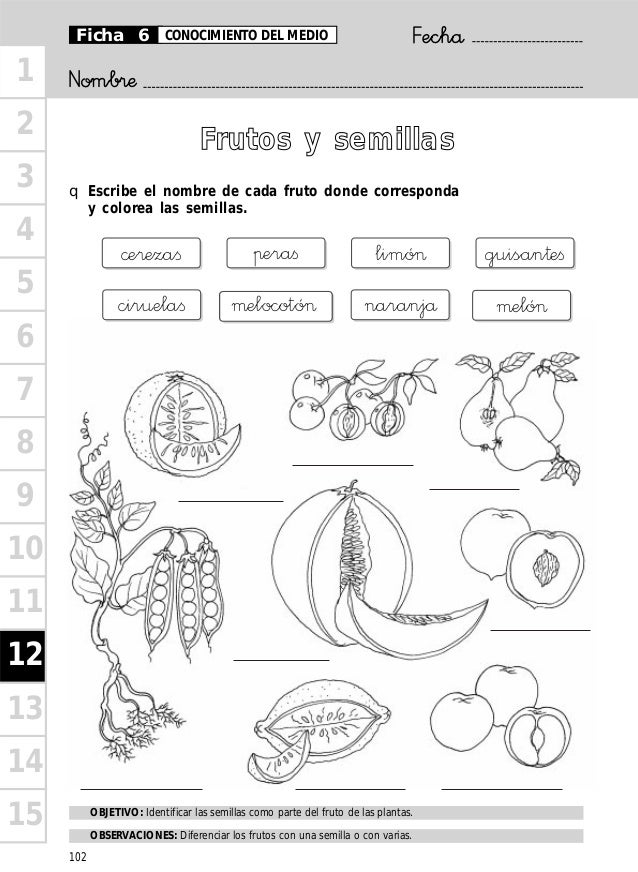 El Fruto Sus Partes Y Tipos De Frutos La Semilla Partes - Vr El Fruto Sus Partes Y Tipos De Frutos La Semilla Partes - Vr