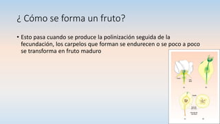Frutos y semillas.pptx