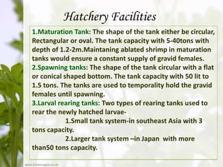 DESIGN AND CONSTRUCTION OF SHRIMP HATCHERY | PPTX