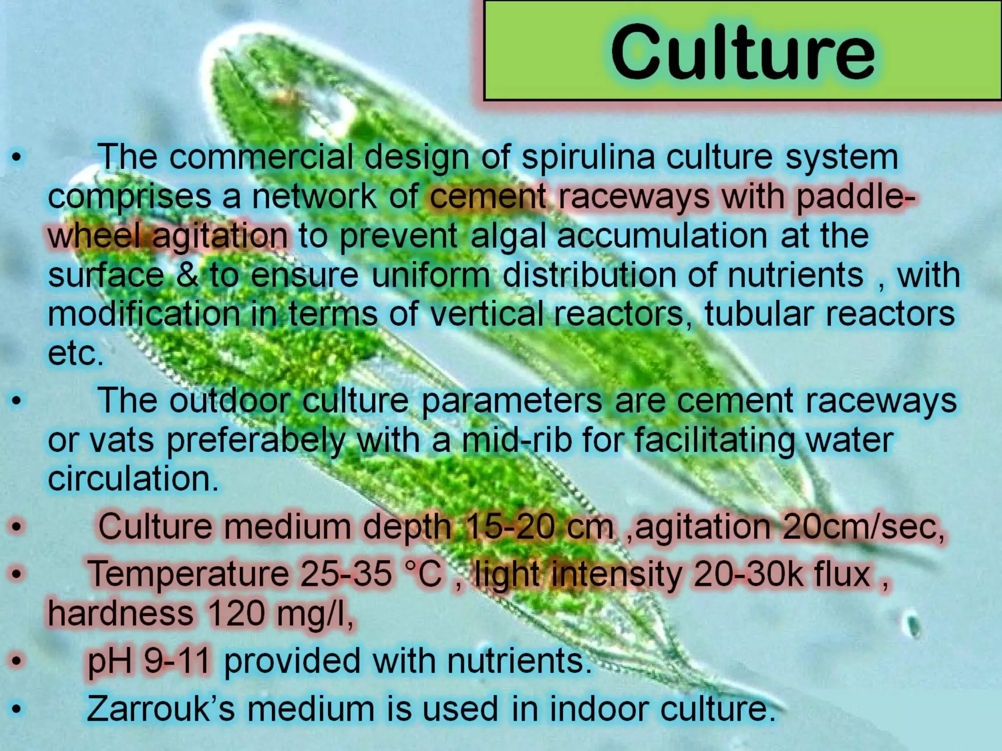 blue green algae | PPT