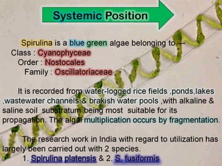 Blue Green Algae Slide