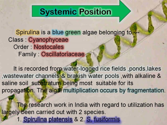 blue green algae | PPT | Agriculture | Industries