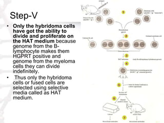 Hybridoma Technology & its application in fisheries | PPTX
