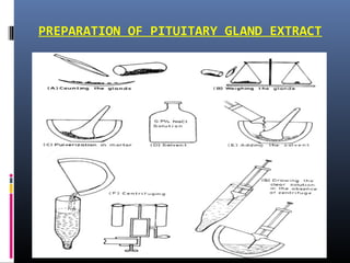 A SEMINAR ON INDUCING AGENTS OF HYPOPHYSATION | PPT