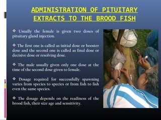 A SEMINAR ON INDUCING AGENTS OF HYPOPHYSATION | PPT