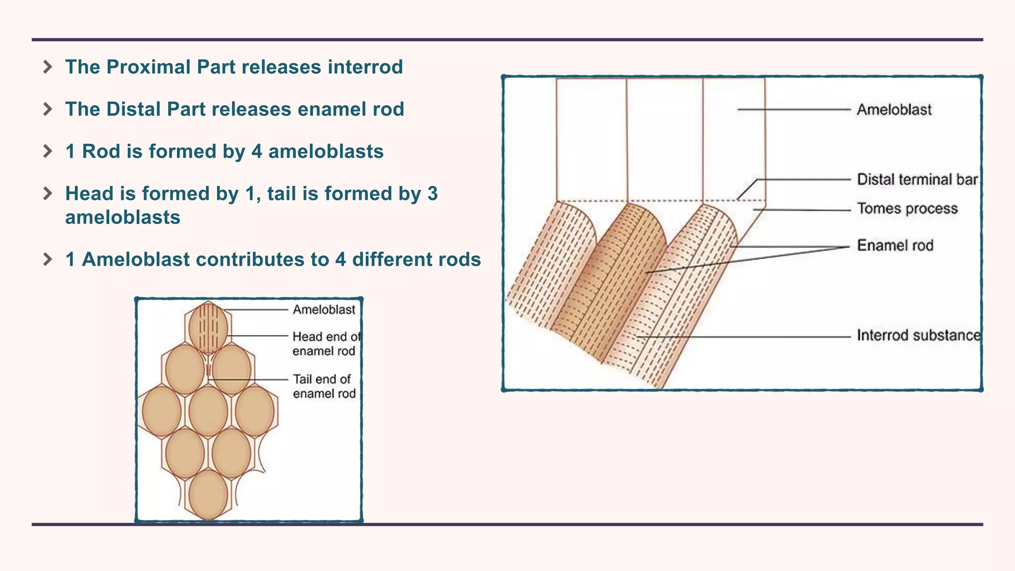Formative stage of amelogenesis | PPTX | Dental Health | Diseases and ...