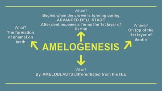 Formative stage of amelogenesis | PPTX | Dental Health | Diseases and ...