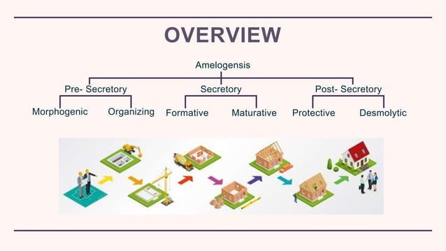 Formative stage of amelogenesis | PPT
