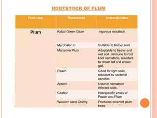 Rootstock scion and Interstock Relationship Selection of Elite Mother ...