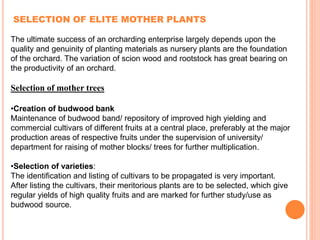 Rootstock scion and Interstock Relationship Selection of Elite Mother ...