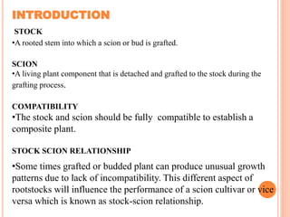 Rootstock scion and Interstock Relationship Selection of Elite Mother ...