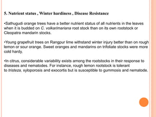 Rootstock scion and Interstock Relationship Selection of Elite Mother ...