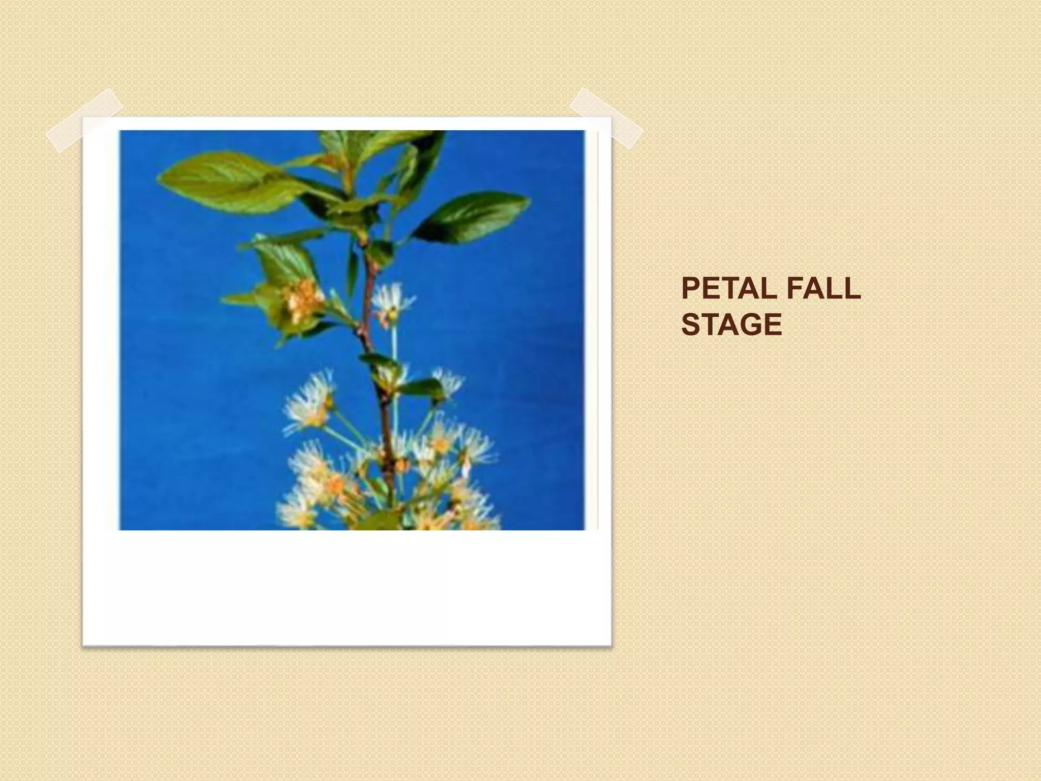 growth and phenological stages of different crops | PPTX