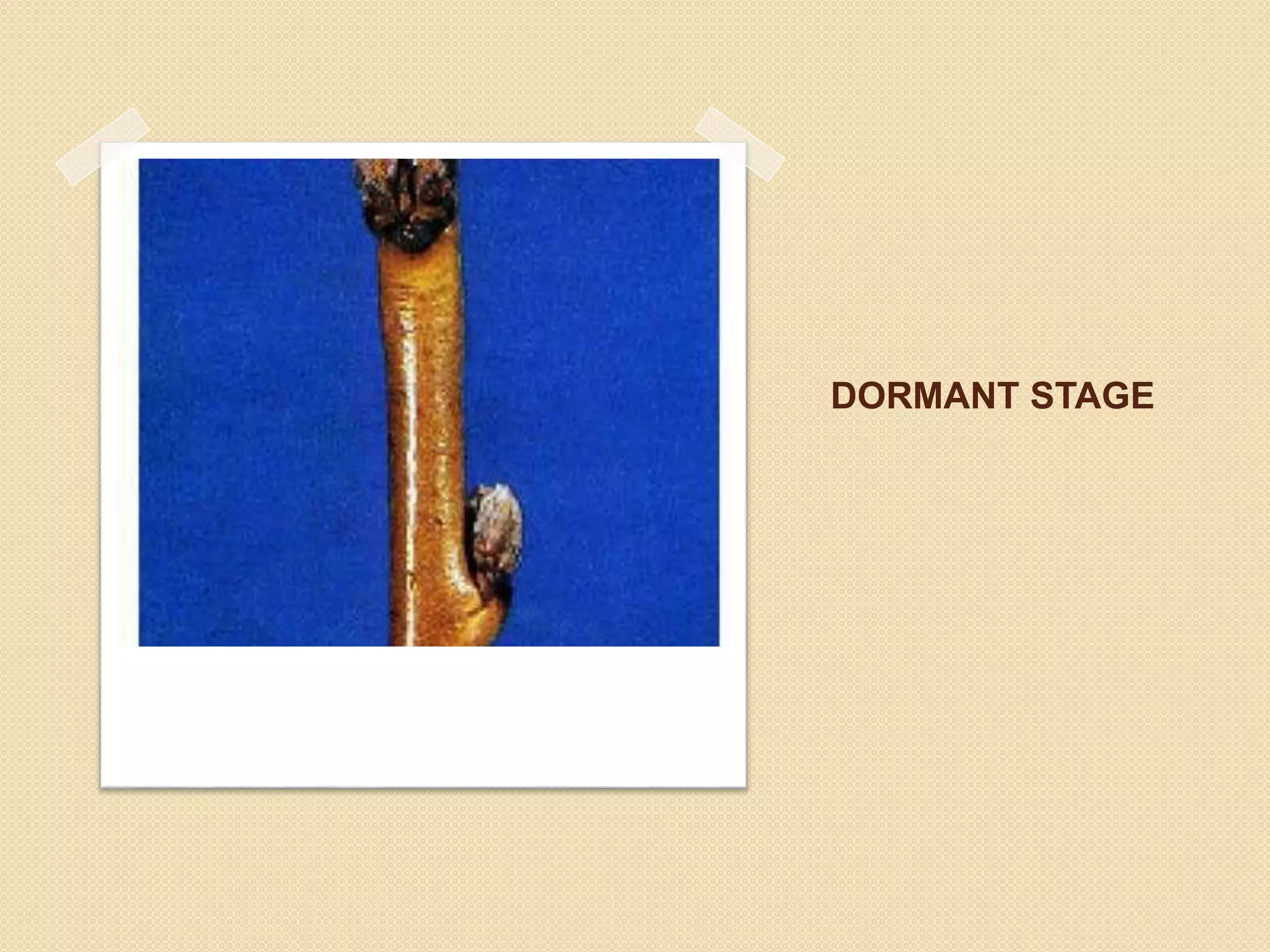 growth and phenological stages of different crops | PPTX