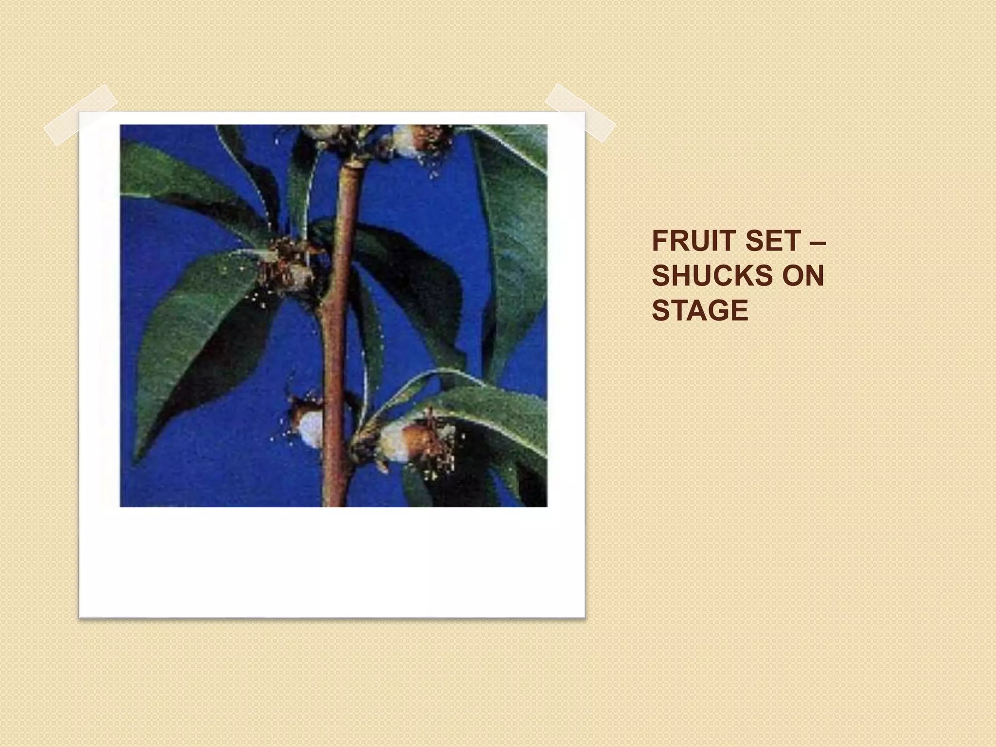 growth and phenological stages of different crops | PPTX