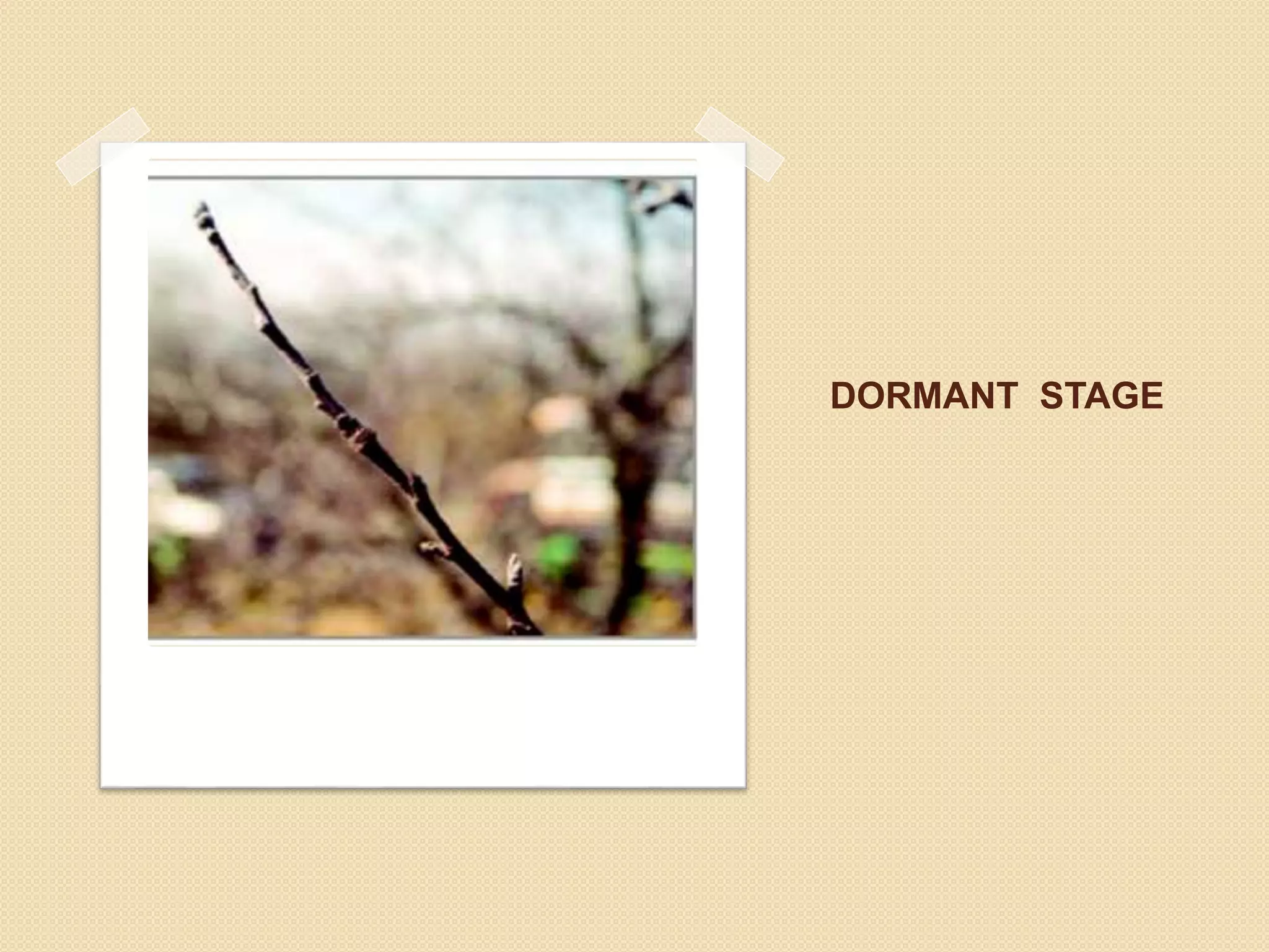 growth and phenological stages of different crops | PPTX
