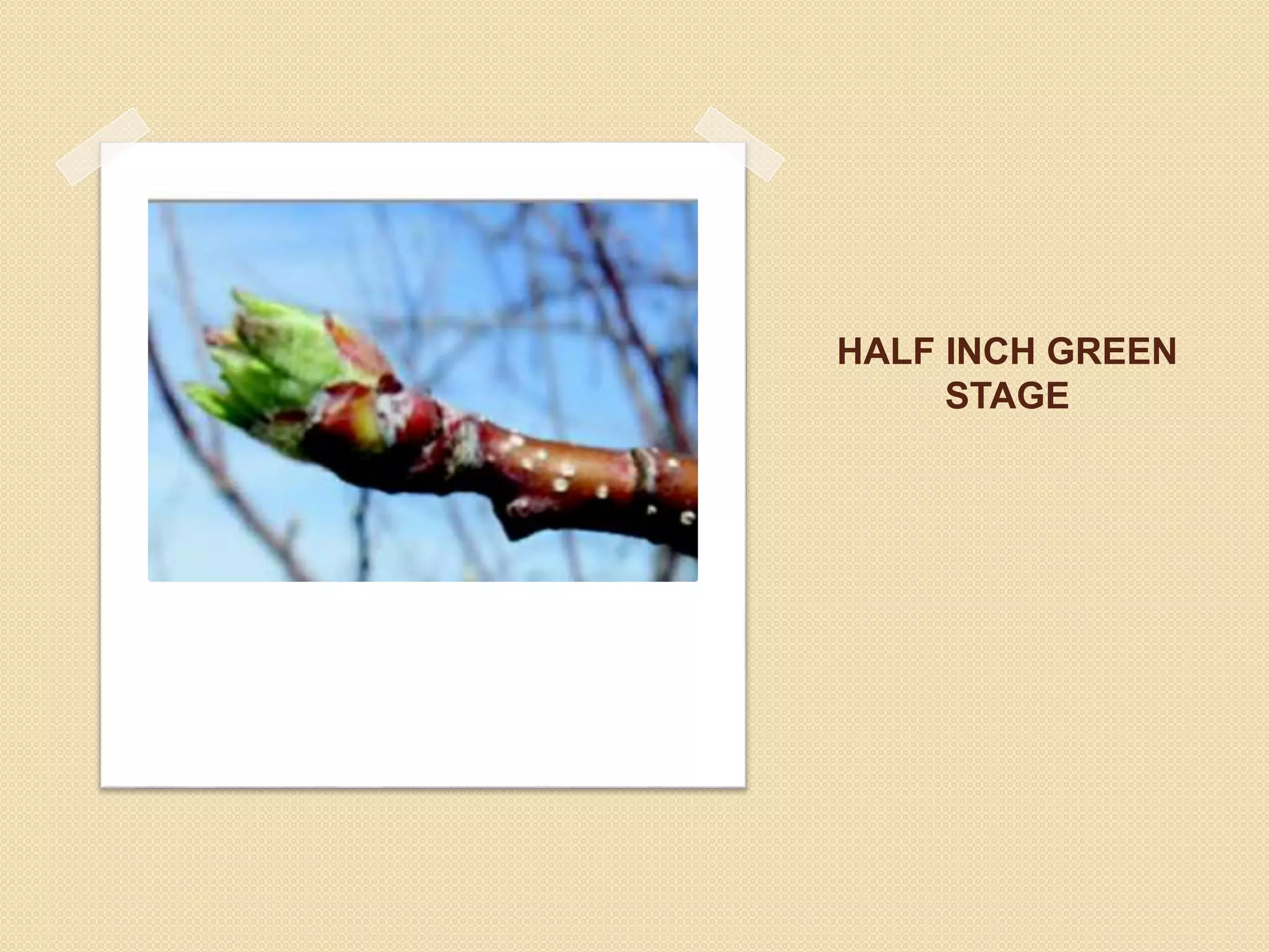 growth and phenological stages of different crops | PPTX