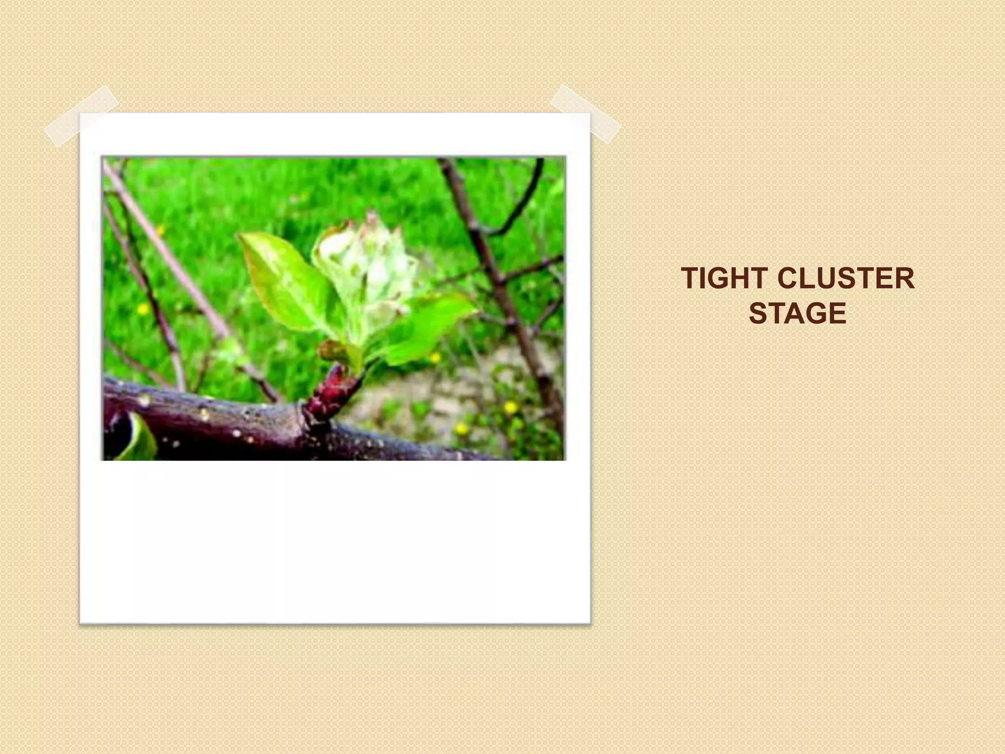 growth and phenological stages of different crops | PPTX