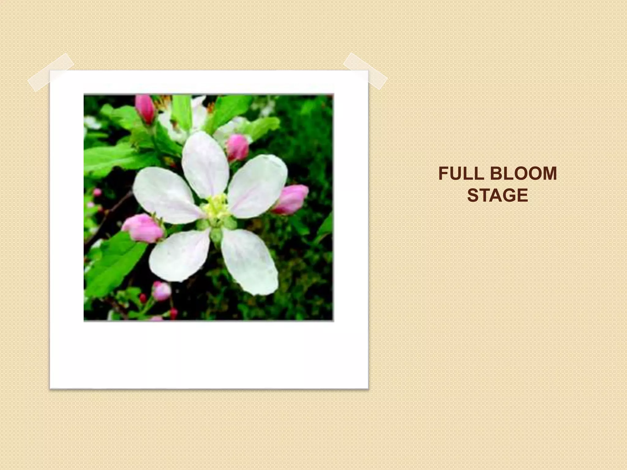 growth and phenological stages of different crops | PPTX