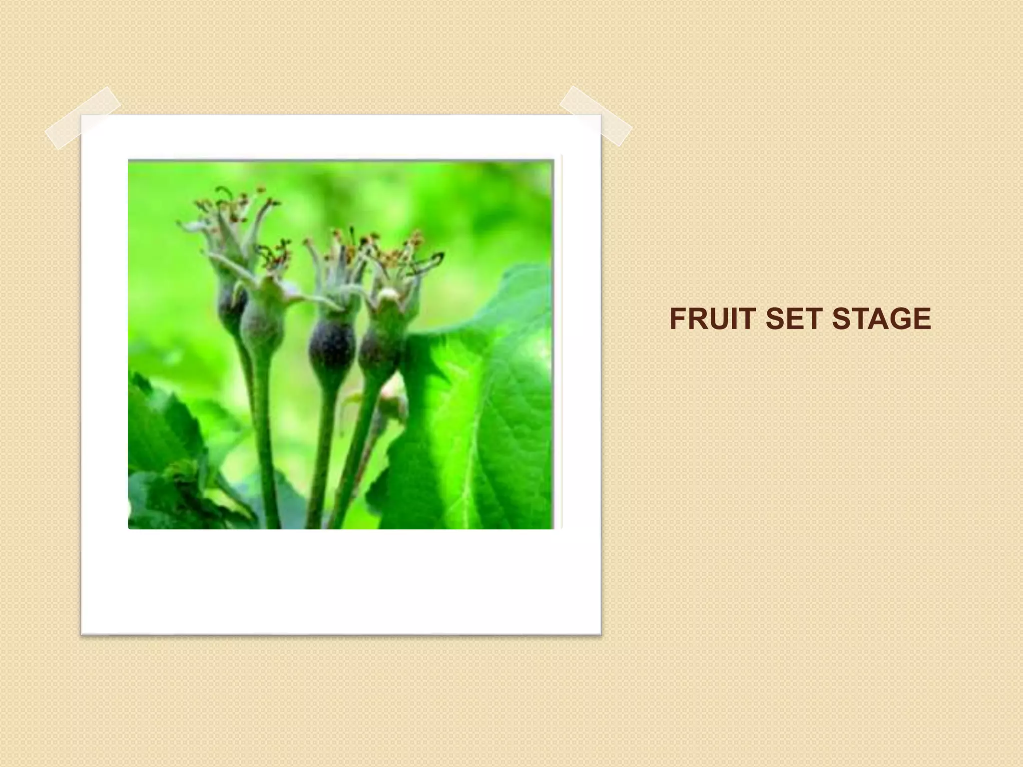 growth and phenological stages of different crops | PPTX