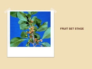 growth and phenological stages of different crops | PPTX