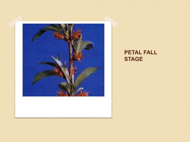 growth and phenological stages of different crops | PPTX | Gardening ...