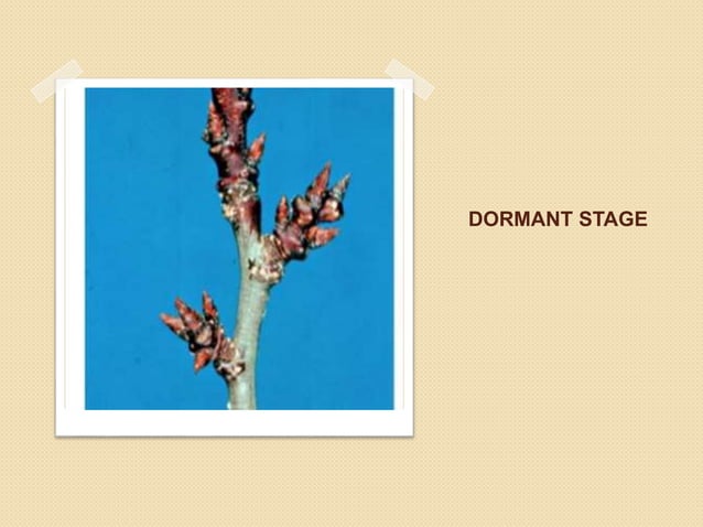 growth and phenological stages of different crops | PPTX | Gardening ...