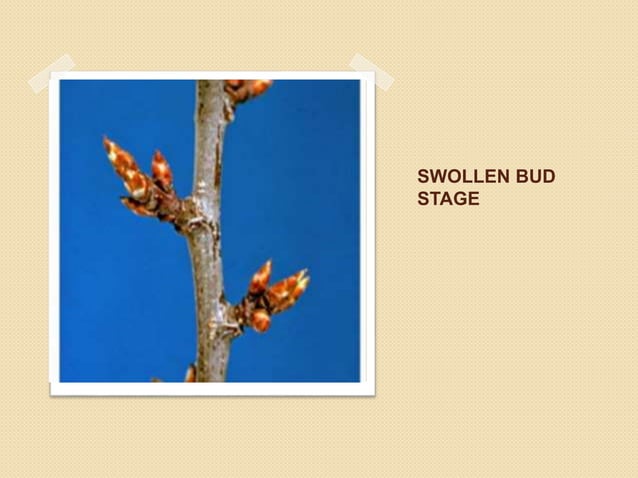 growth and phenological stages of different crops | PPTX | Gardening ...