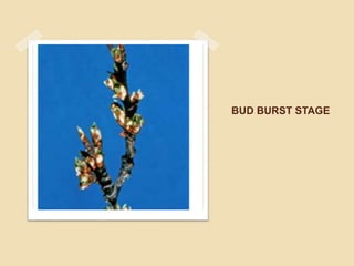 growth and phenological stages of different crops | PPTX