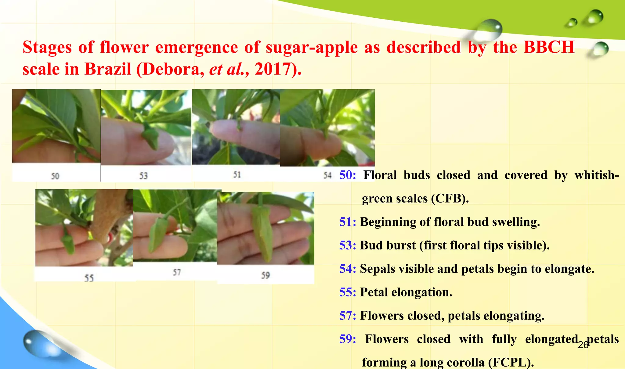 physiology of flowering in tropical and dry land fruit crop | PPTX