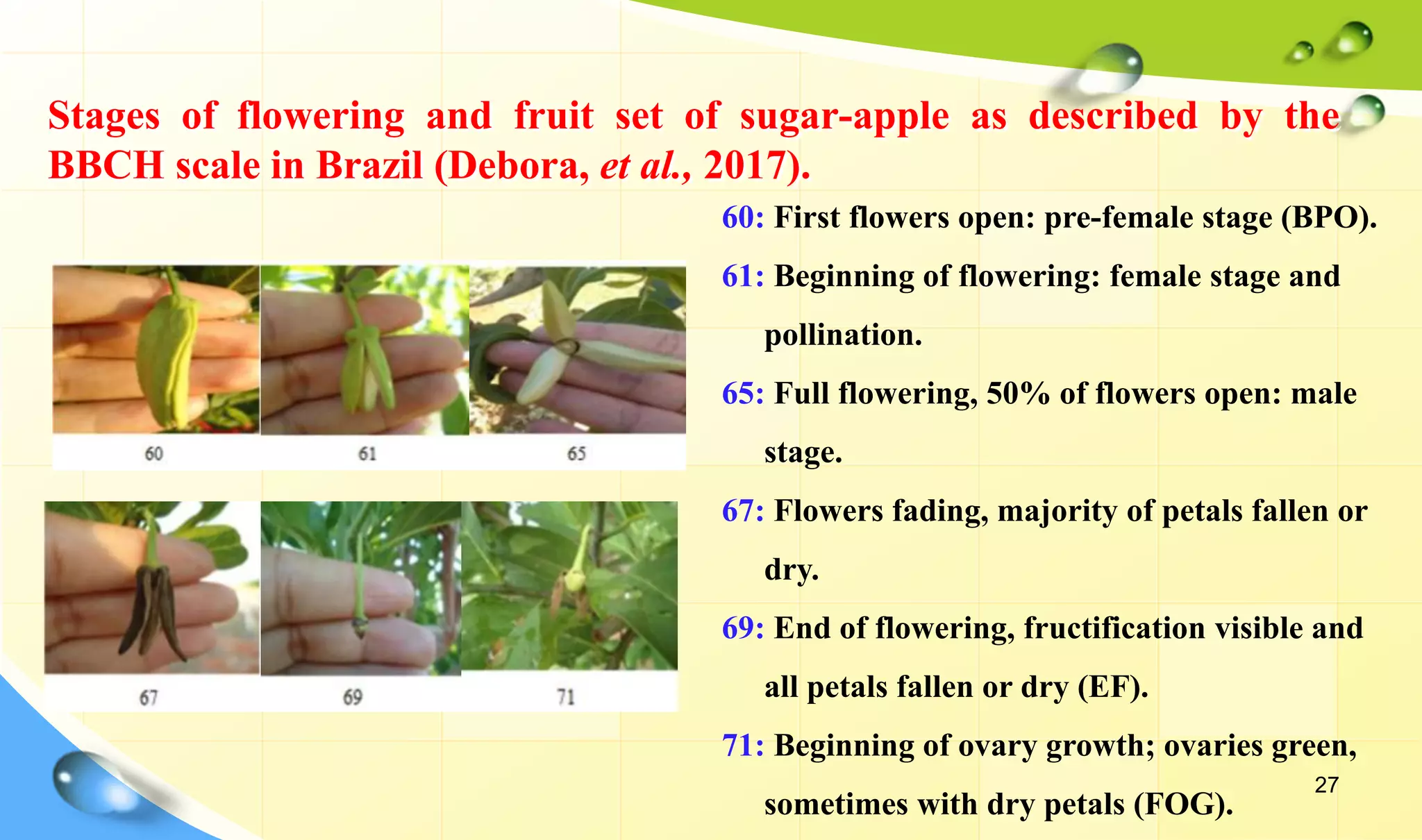 physiology of flowering in tropical and dry land fruit crop | PPTX