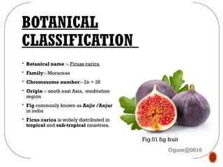 Fig and Peach production Technology by Chandrashekhar ogare | PPTX