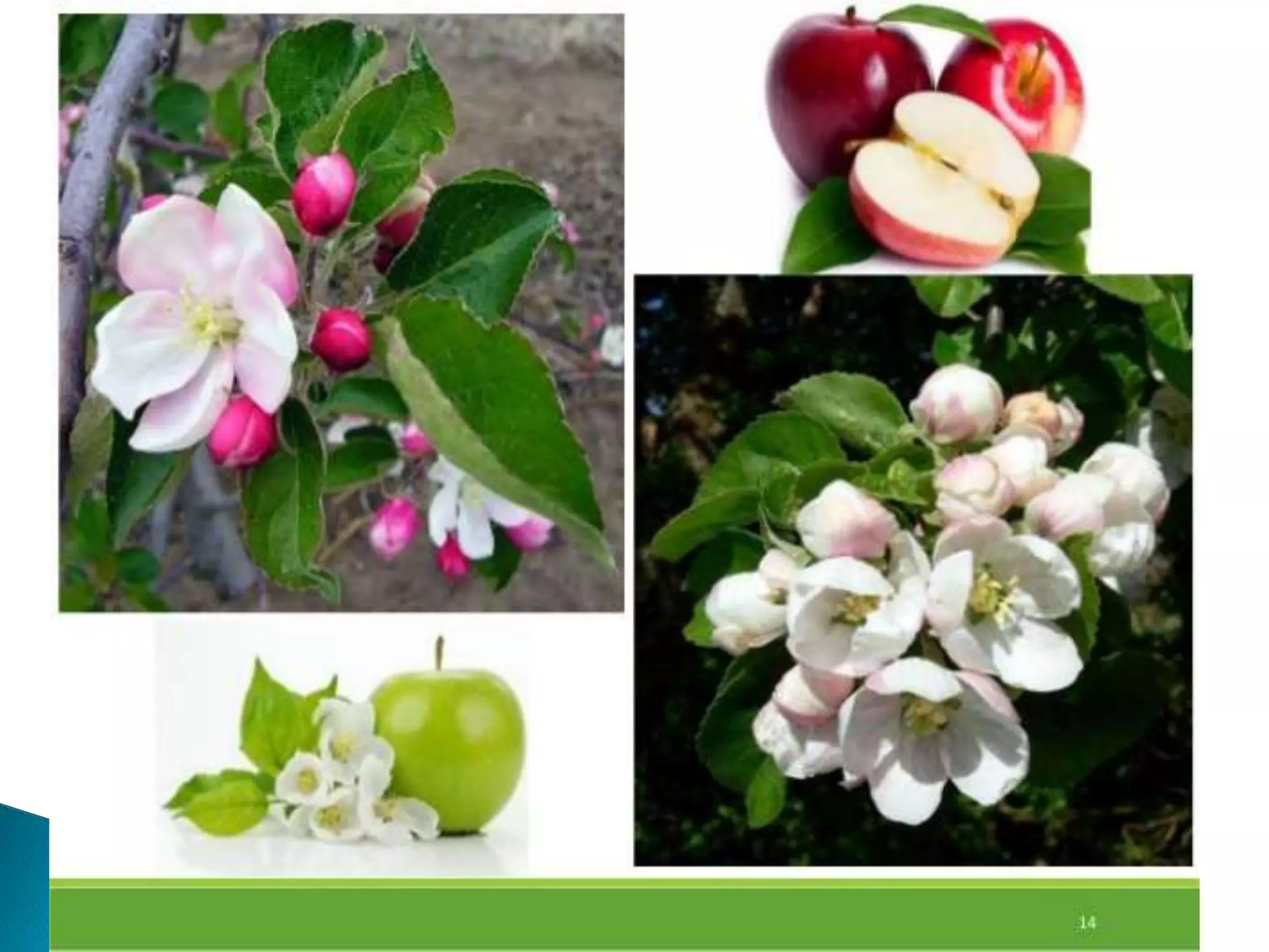 Physiology of flowering and fruiting of important fruit crops | PPTX