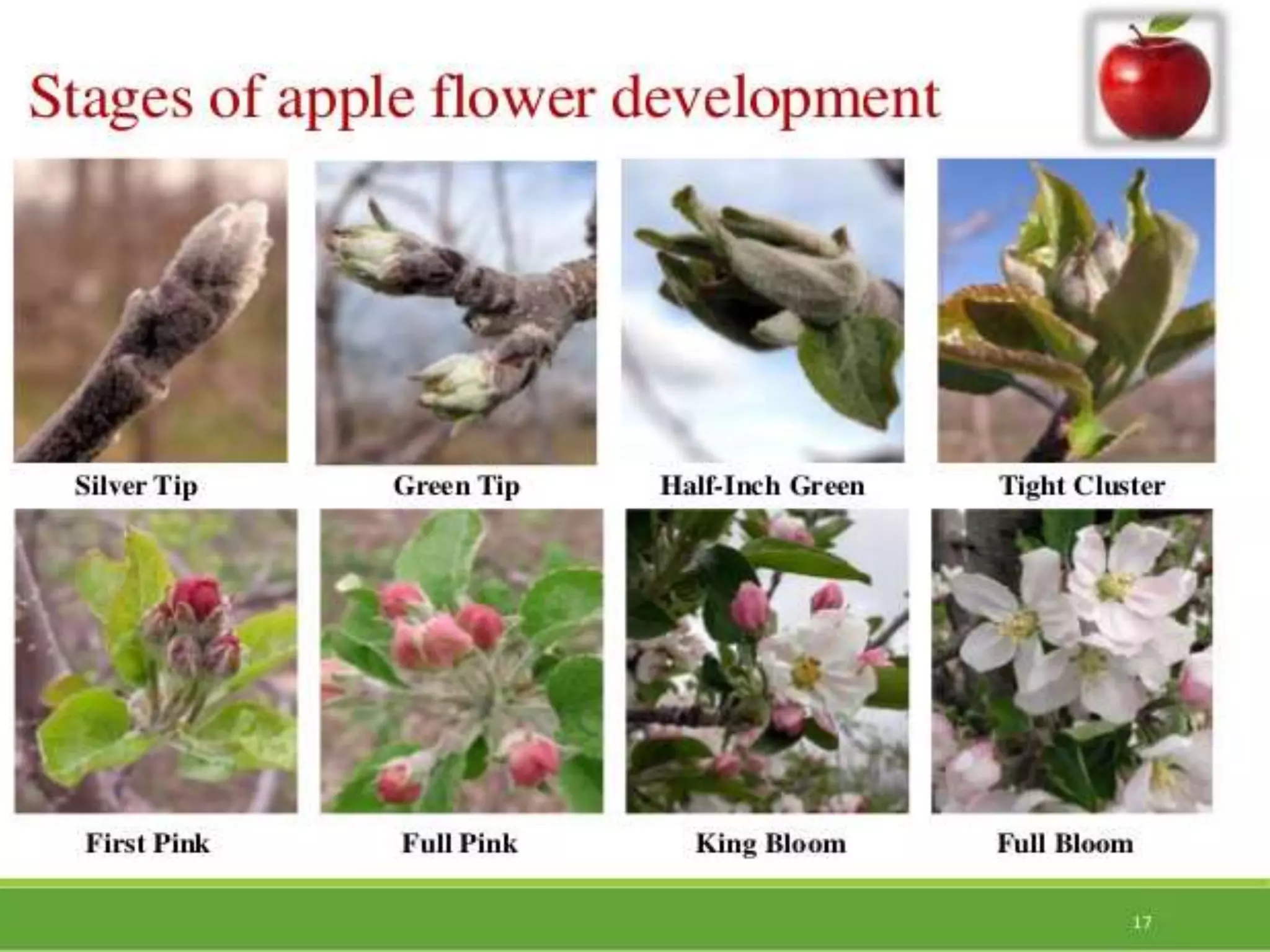 Physiology of flowering and fruiting of important fruit crops | PPTX