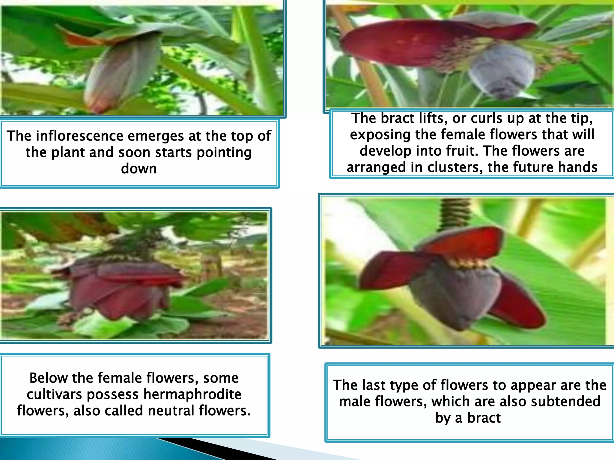 Physiology of flowering and fruiting of important fruit crops | PPTX