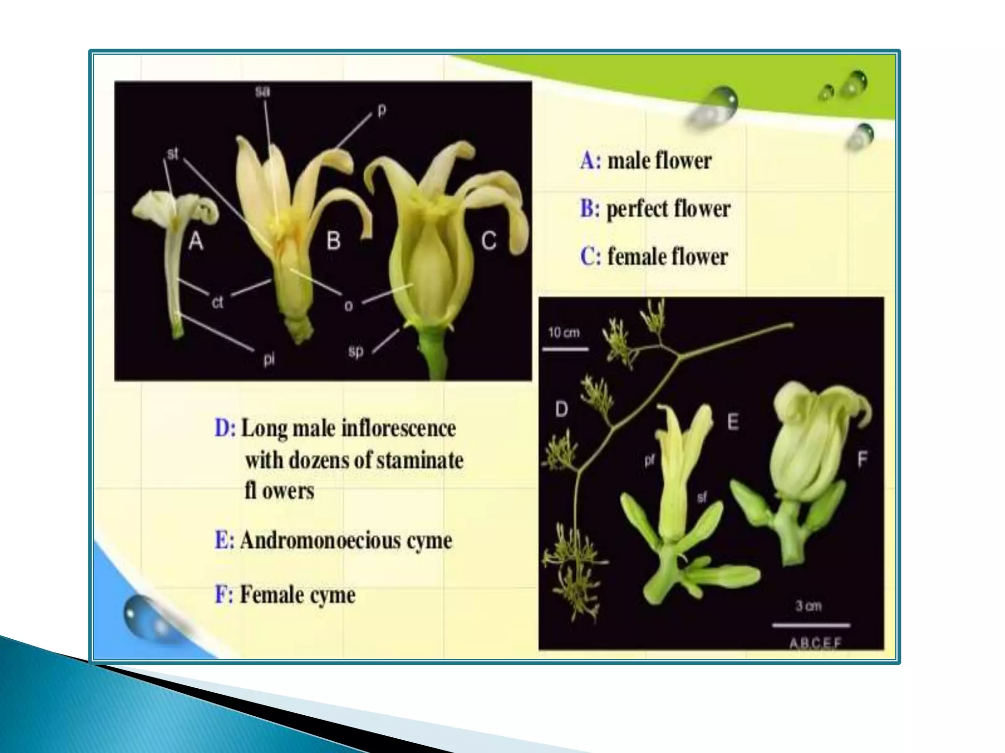 Physiology of flowering and fruiting of important fruit crops | PPTX