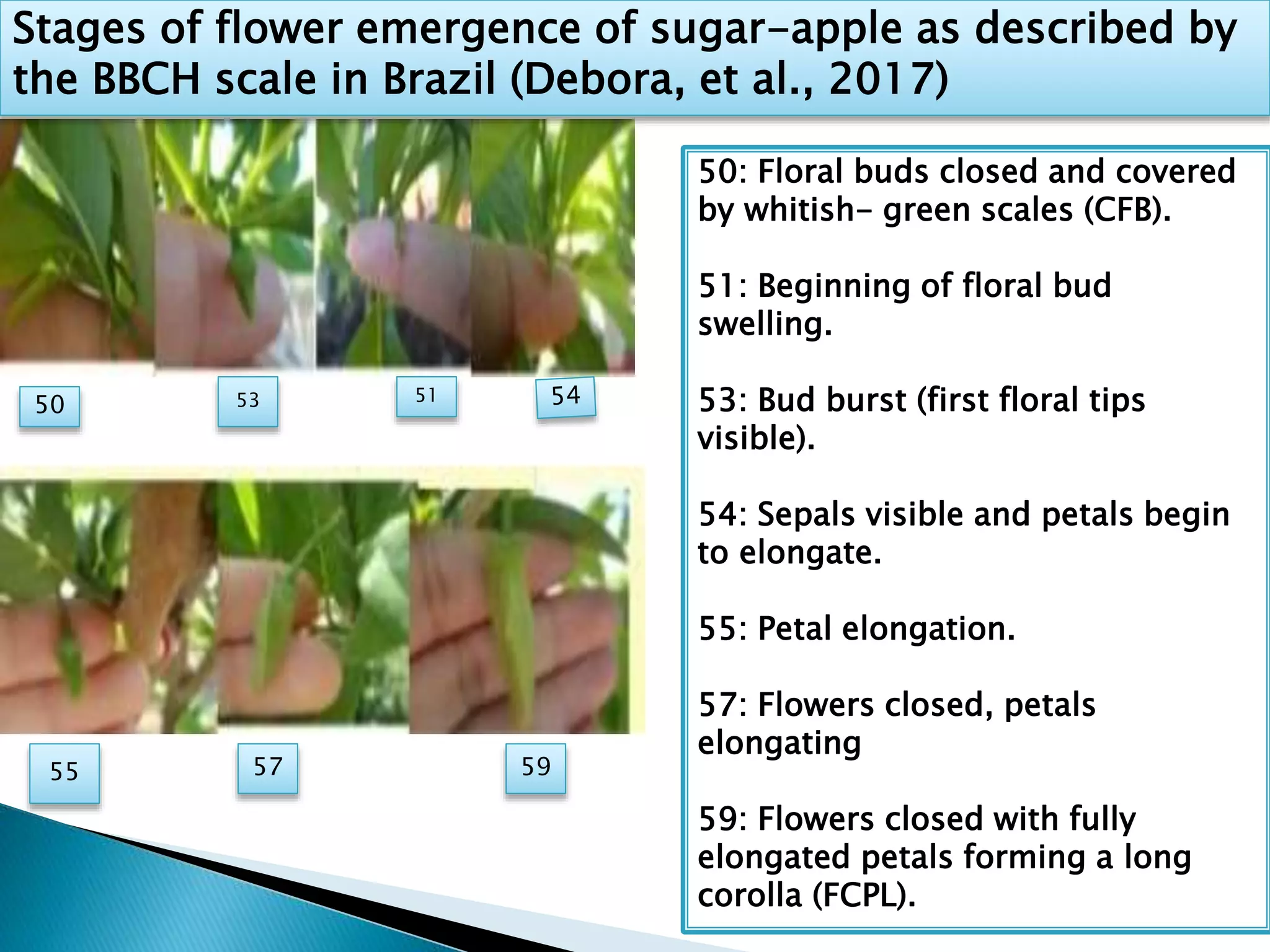 Physiology of flowering and fruiting of important fruit crops | PPTX