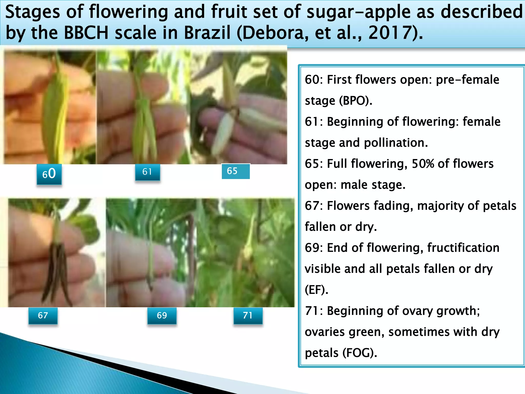 Physiology of flowering and fruiting of important fruit crops | PPTX