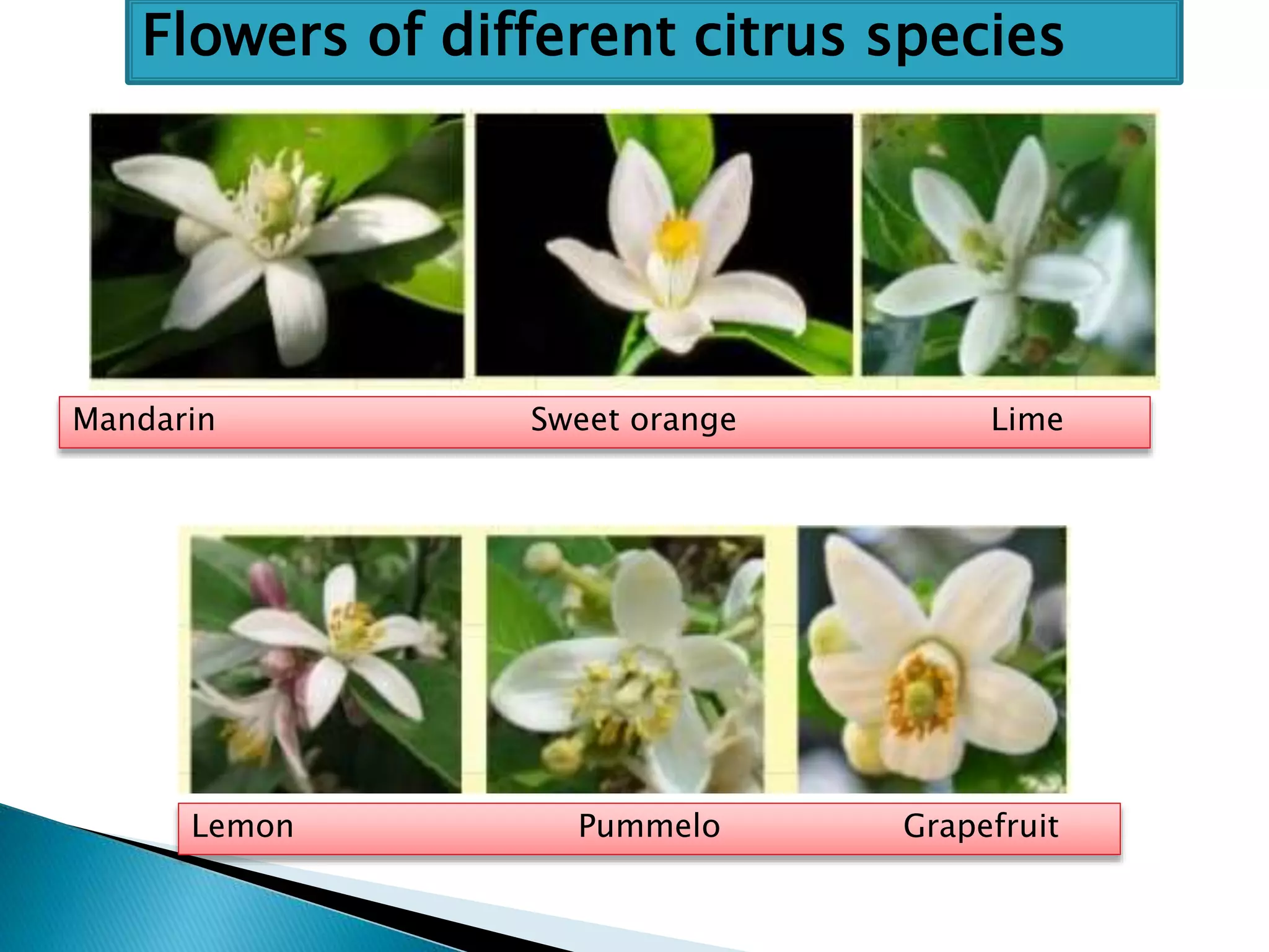 Physiology of flowering and fruiting of important fruit crops | PPTX