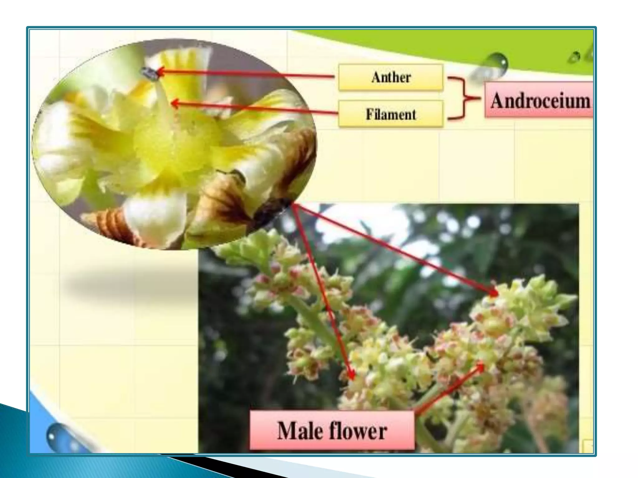 Physiology of flowering and fruiting of important fruit crops | PPTX