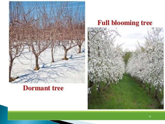 Physiology of flowering and fruiting of important fruit crops | PPTX