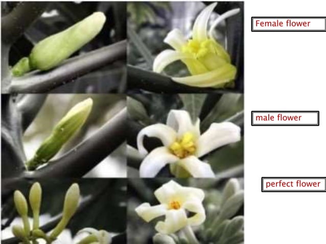 Physiology of flowering and fruiting of important fruit crops | PPTX