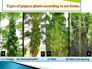 Physiology of flowering and fruiting of important fruit crops | PPTX