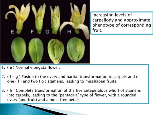 Physiology of flowering and fruiting of important fruit crops | PPTX